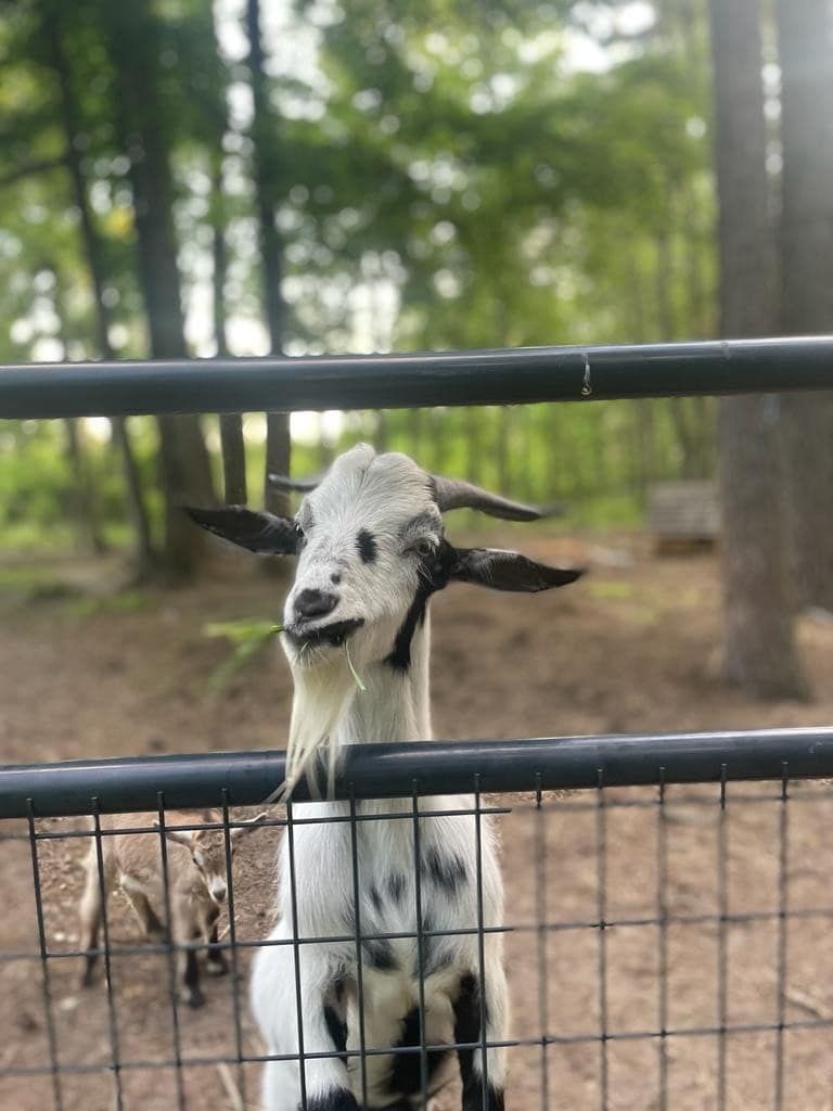 Ohana Fun Farm – Petting zoo